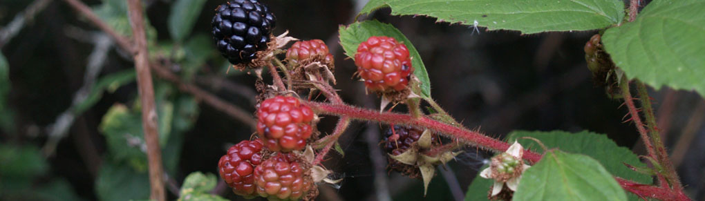 Vegetable Garden Planner | Garden Planning Apps | GrowVeg.com