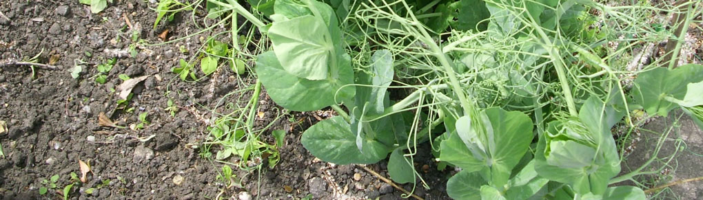 Vegetable Gardening Guides and Advice