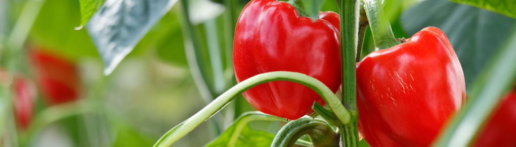 Vegetable Garden Planner | Garden Planning Apps | GrowVeg.com